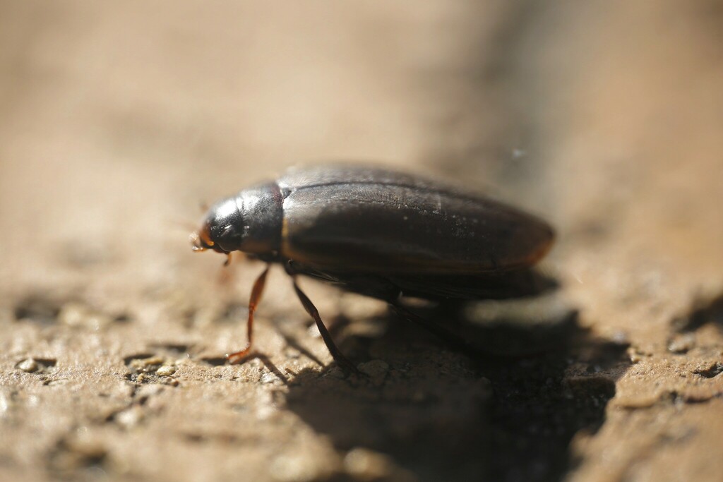 large-grooved diving beetle from 24 Flensburg-Westliche Höhe ...