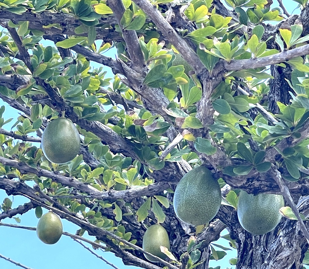 Calabash Tree from Bonaire, Caribbean Netherlands on March 16, 2024 at ...