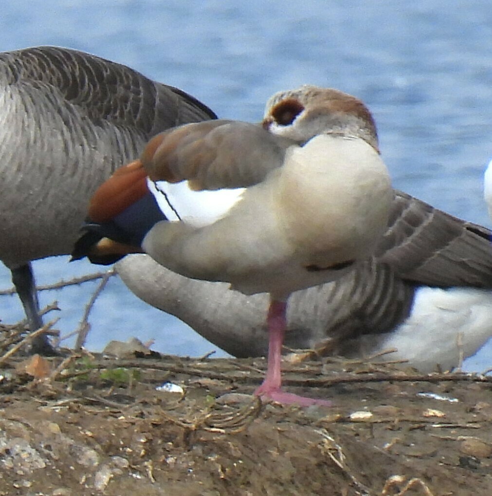 Egyptian Goose from Godmanchester, UK on March 16, 2024 at 12:30 PM by ...