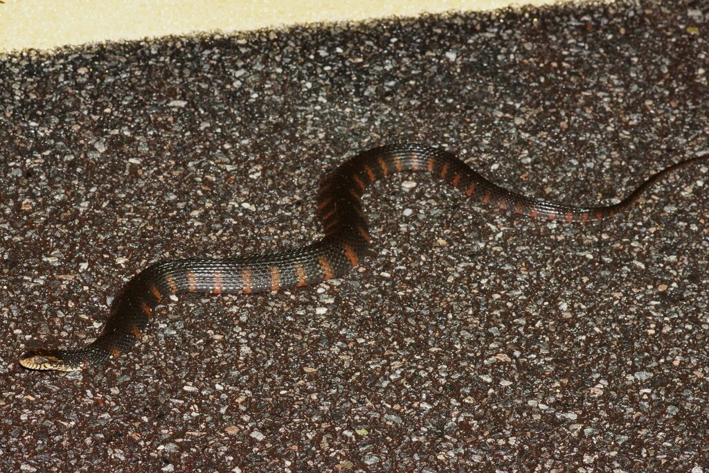Southern Banded Watersnake in March 2024 by Max Ramey. Charlton County ...