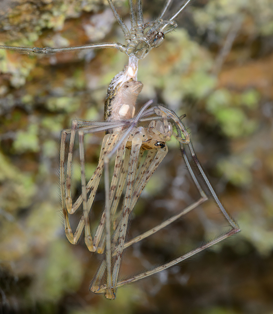 Pocock's Lampshade-web Spider from Washington County, TN, USA on June ...