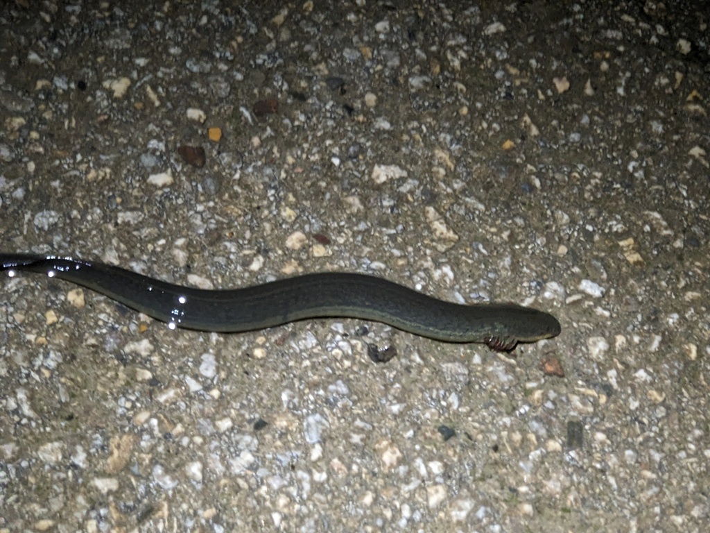 Western Lesser Siren from Village Creek Drying Beds, Arlington, TX, USA ...