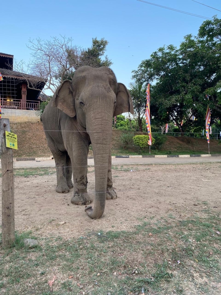 Sri Lankan Elephant by lasitha1991 · iNaturalist