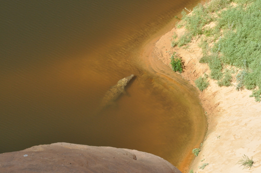 West African Crocodile from Fada, Chad on February 25, 2024 at 11:19 AM ...