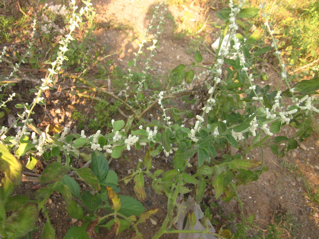 mountain knotgrass (Plants of Saudi Arabia) · iNaturalist