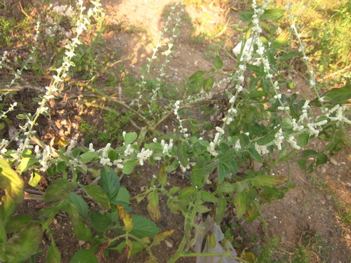 mountain knotgrass (Plants of Saudi Arabia) · iNaturalist