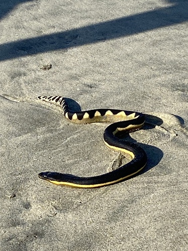 Yellow-bellied Sea Snake (Hydrophis platurus) - Snakes and Lizards