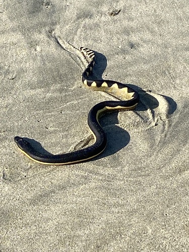 Yellow-bellied Sea Snake (Hydrophis platurus) - Snakes and Lizards