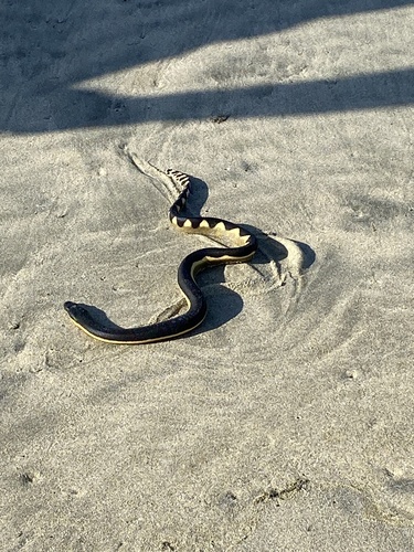 Yellow-bellied Sea Snake (Hydrophis platurus) - Snakes and Lizards