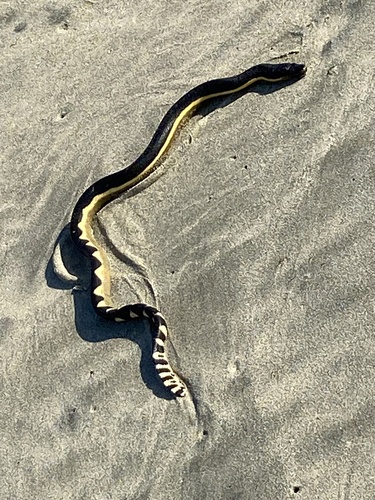 Yellow-bellied Sea Snake (Hydrophis platurus) - Snakes and Lizards