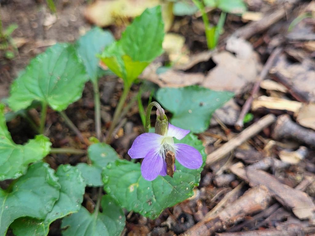 Missouri Violet from Garland, TX 75044, USA on March 16, 2024 at 10:43 ...
