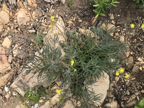 Little Pickles (Othonna capensis) · iNaturalist