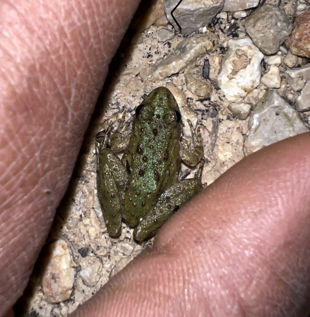 Blanchard's Cricket Frog from Brazos Bend State Park, Needville, TX, US ...