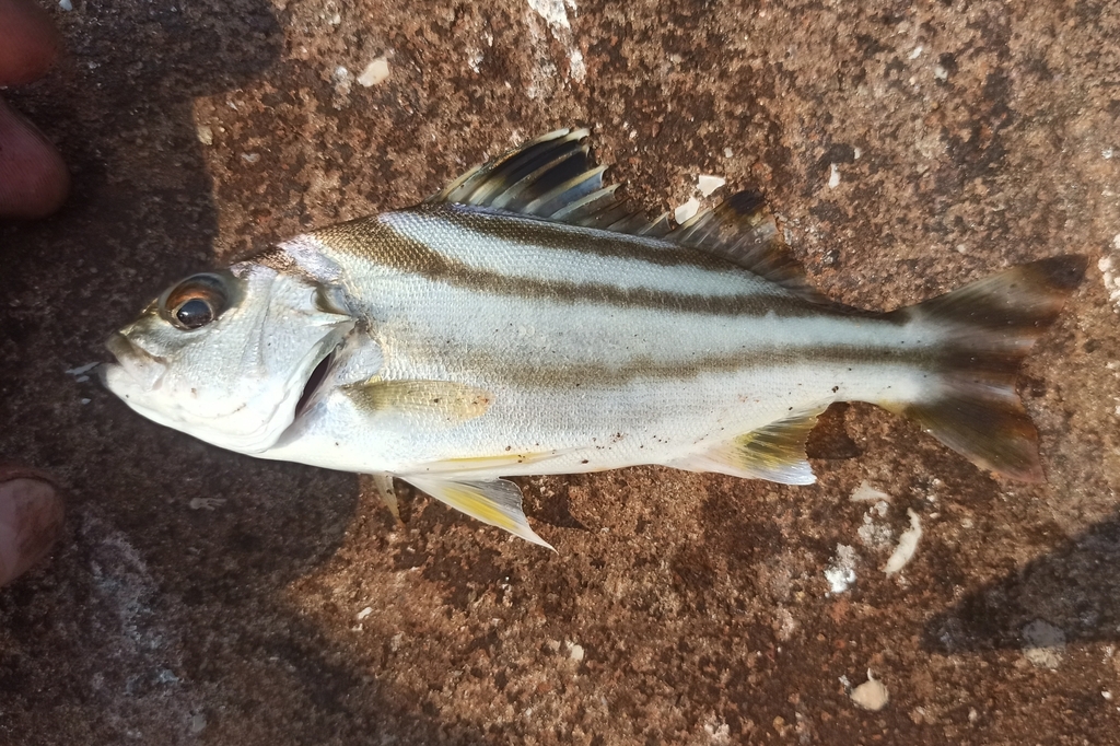 Crescent Grunter from Кверим, Гоа, Индия on March 12, 2024 at 03:08 PM ...