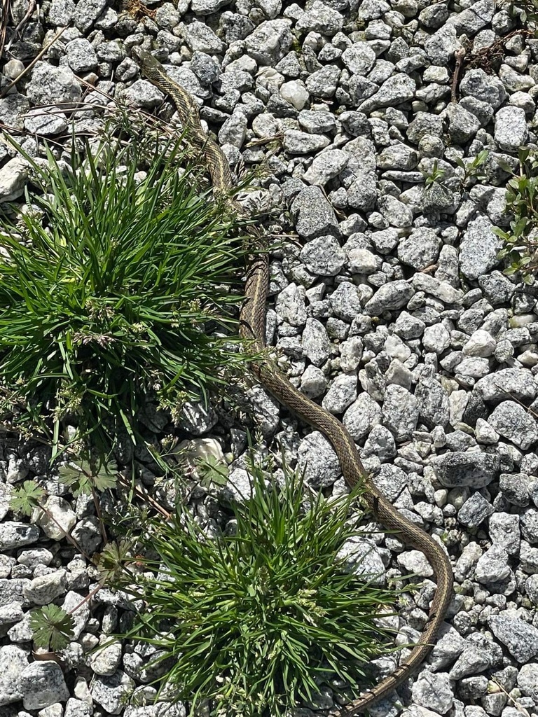 Colubrid Snakes from Nantahala National Forest, Scaly Mountain, NC, US ...