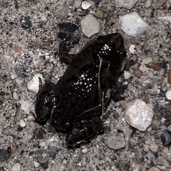 Eastern Narrow-mouthed Toad from Brazos Bend State Park, Needville, TX ...