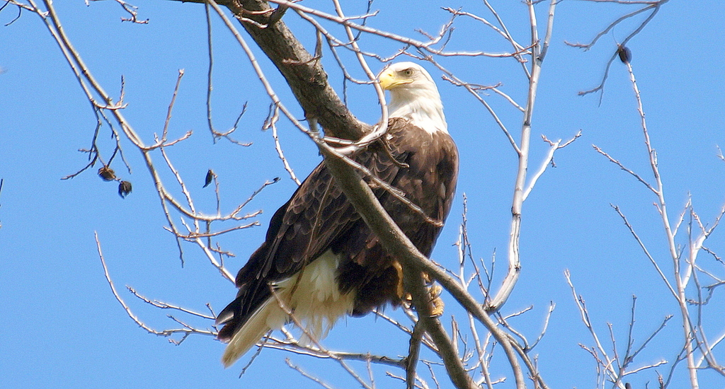 Bald Eagle in March 2024 by Kala Murphy King. Blue Skies & Bald Eagles ...