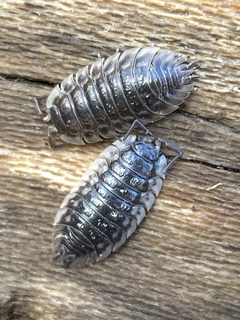 Common Shiny Woodlouse from Mingo Creek County Park, Finleyville, PA ...