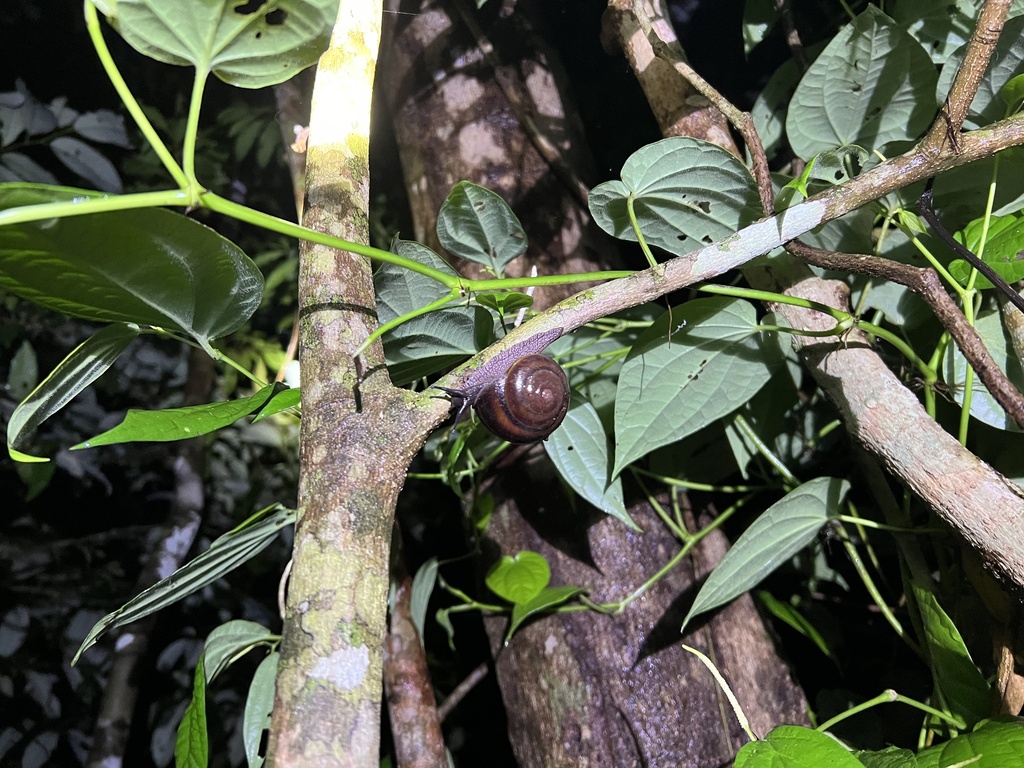 Bellenden Ker Rainforest Snail from Tulip Oak Rd, Cow Bay, QLD, AU on ...
