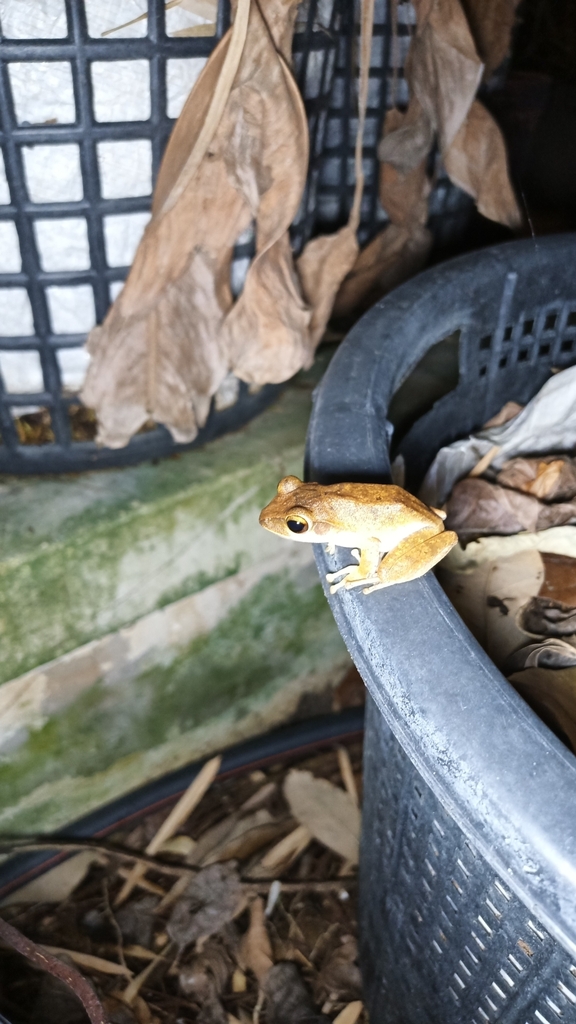 Spot-legged Tree Frog from 6FXW+HJ3, Chomphu, Mueang Lampang District ...