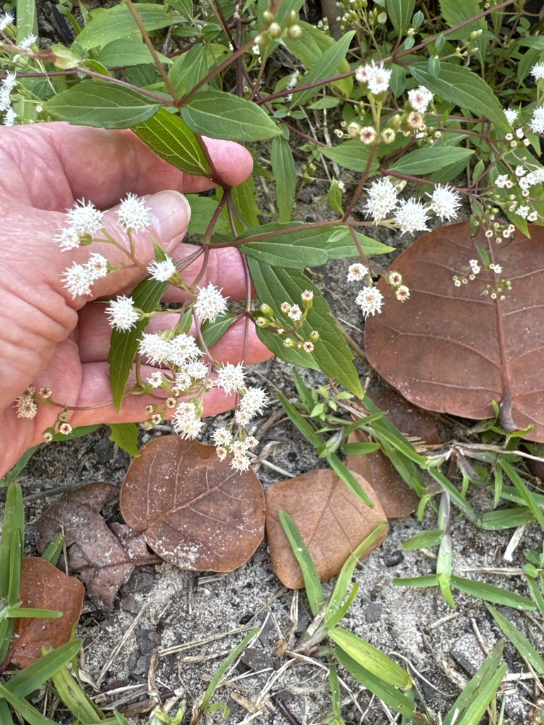 mist flower from South Shore, BM-WA, BM on March 17, 2024 at 12:43 PM ...