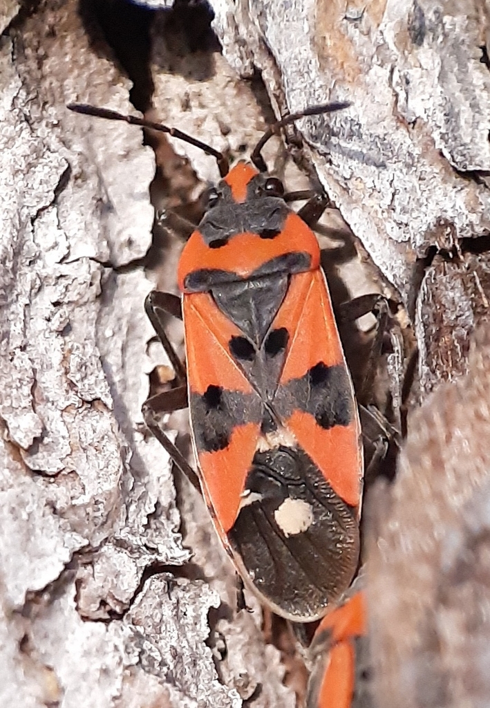 Lygaeus equestris / simulans Complex from Viehweidenweg, 38855 ...