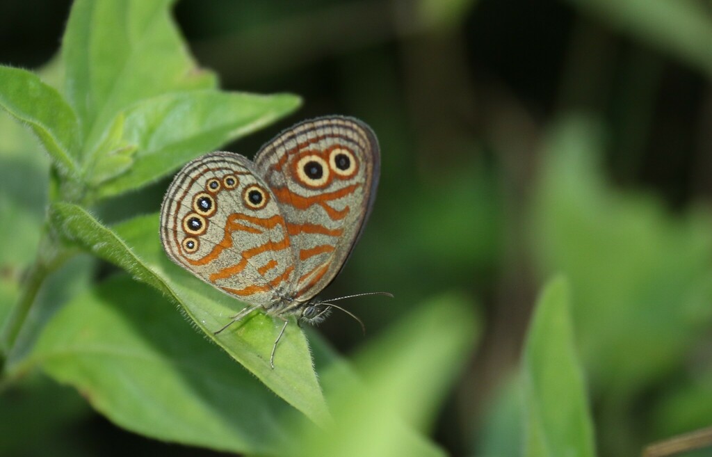 Zulu Shadefly from Zululand District Municipality, South Africa on ...