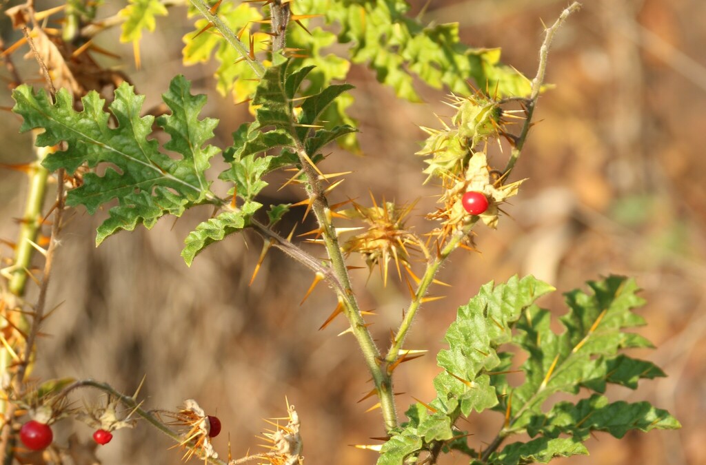 Red Buffalo-bur from Zululand District Municipality, South Africa on ...