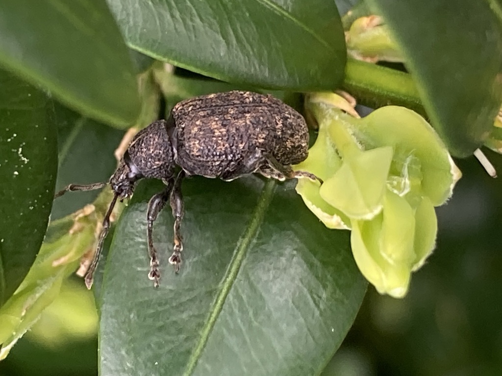 Black Vine Weevil in March 2024 by hcsc97. on box · iNaturalist NZ