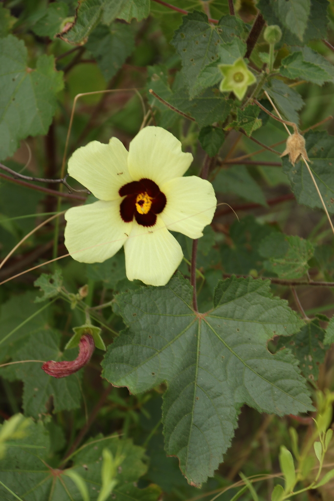 Wild Hibiscus from Zululand District Municipality, South Africa on ...