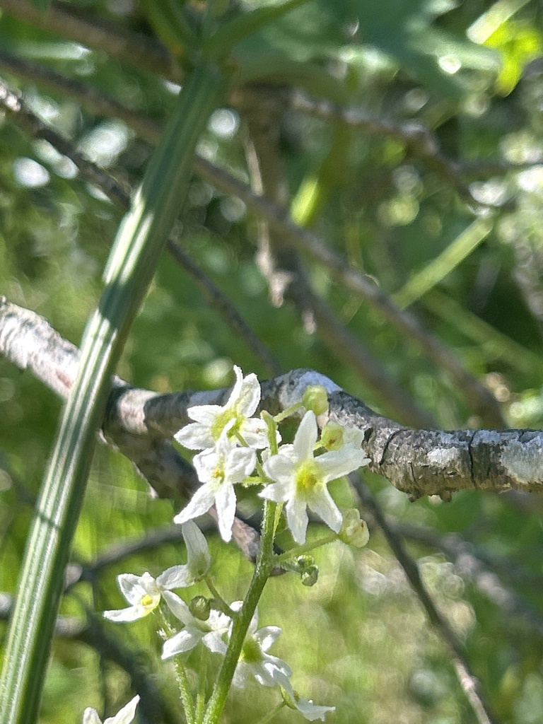 Man-roots from Tyler Ct, Danville, CA, US on March 17, 2024 at 10:22 AM ...