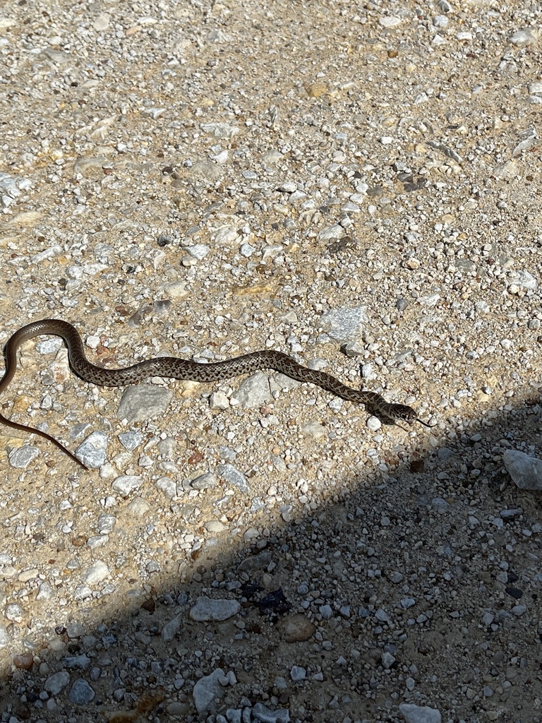 North American Racer from County Road 116, Cat Spring, TX, US on March ...