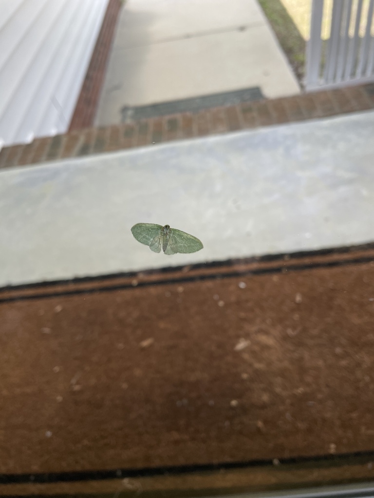 Bad-wing Moth from Croatan National Forest, New Bern, NC, US on March ...