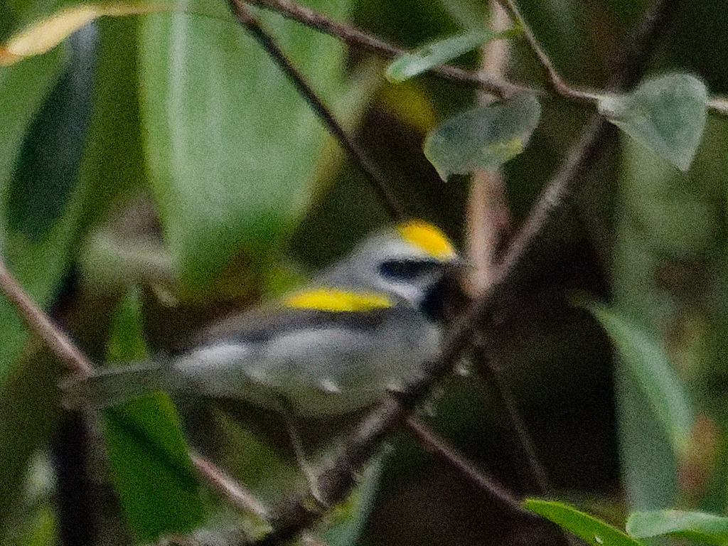 Golden-winged Warbler from Provincia de Alajuela, Upala, Costa Rica on ...