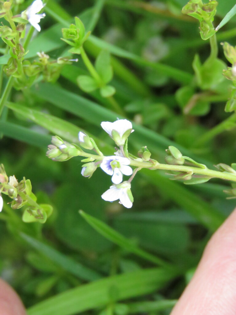 thyme-leaved speedwell from Colchester Pond, Colchester, VT 05446, USA ...