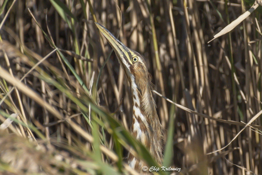 American Bittern from Little Egg Harbor Township, NJ, USA on October 15 ...
