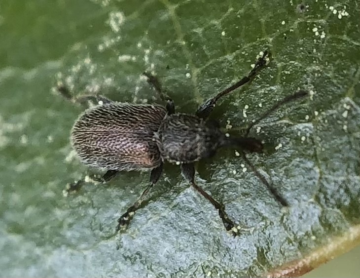 Pale-winged Pine Flower Weevil from Agnes Scott College, Decatur, GA ...
