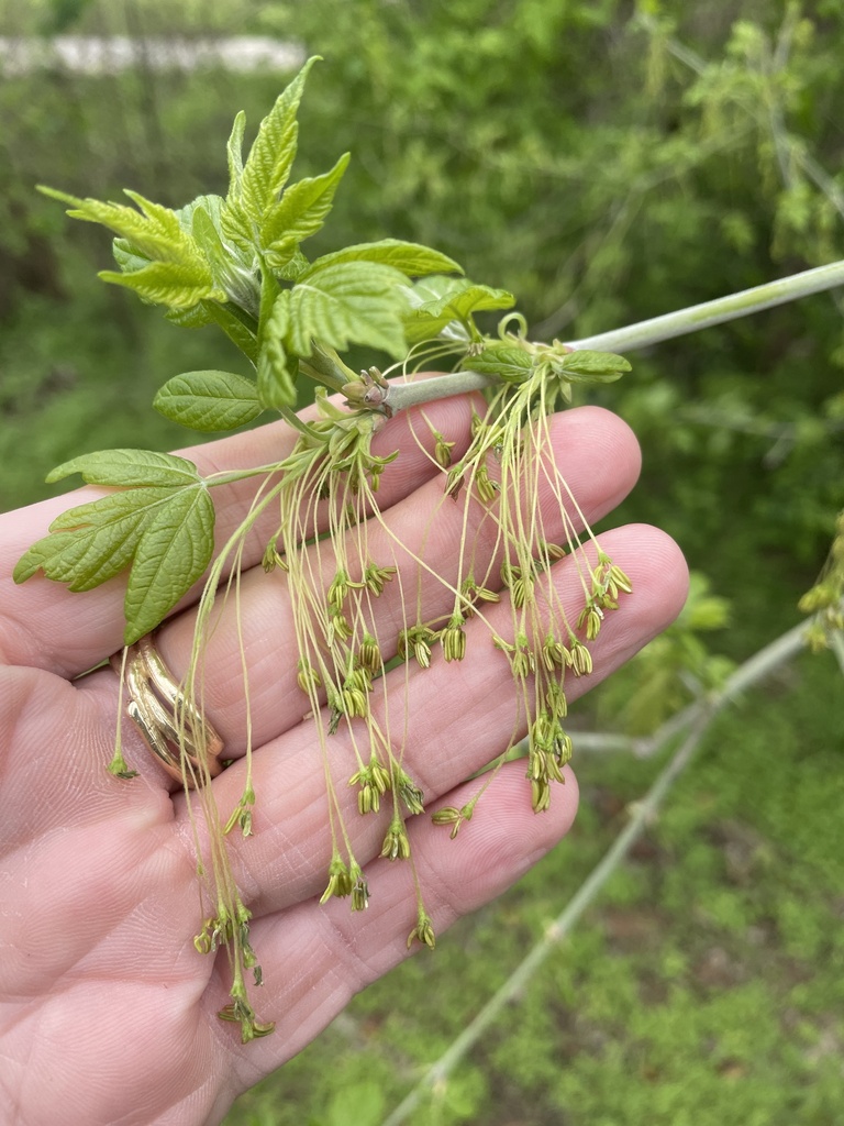 box elder from Texas Star Golf Course, Euless, TX, US on March 17, 2024 ...
