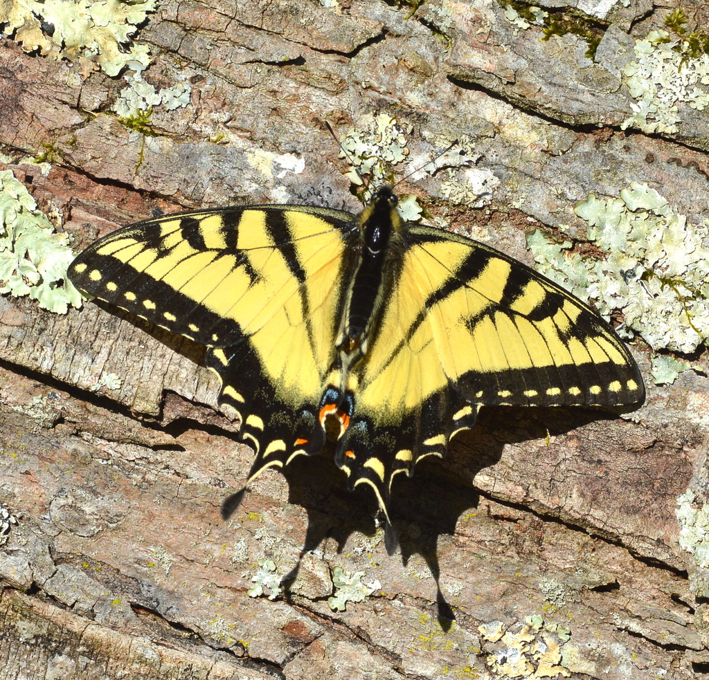 Eastern Tiger Swallowtail from Garrard County, KY, USA on March 16 ...