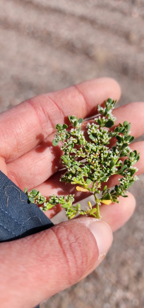 Frost Mat in March 2024 by Laura H · iNaturalist