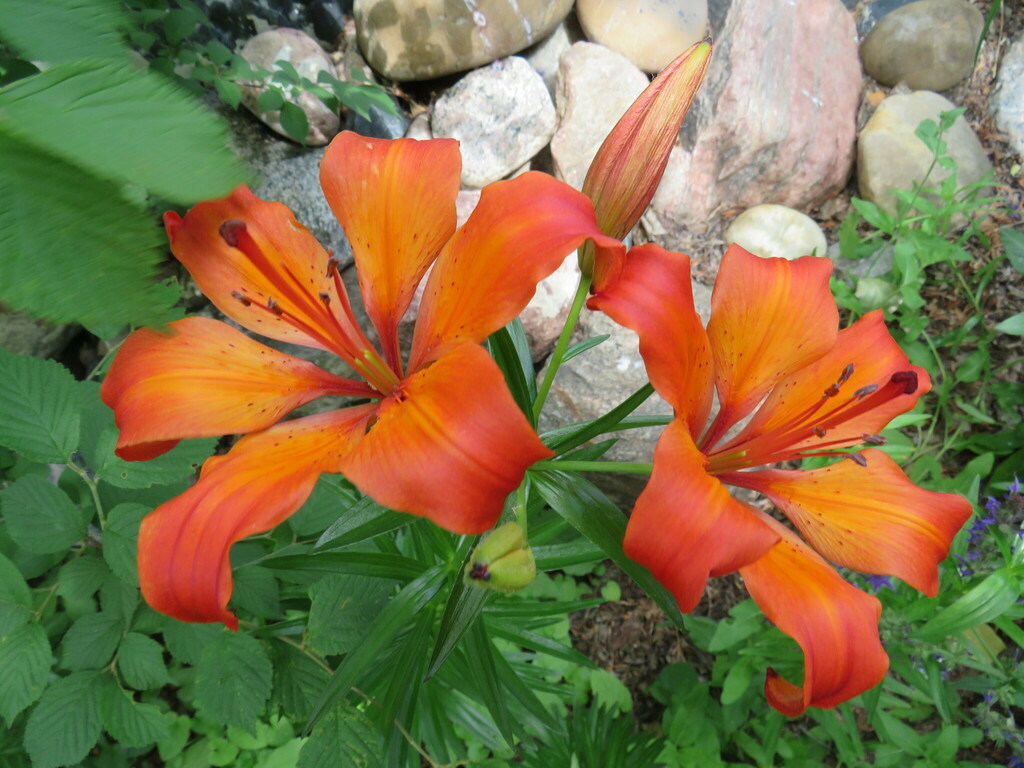 true lilies from Maple Creek, SK S0N 1N0, Canada on July 5, 2022 by ...