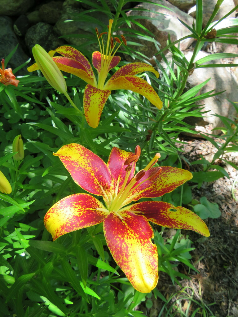 true lilies from Maple Creek, SK S0N 1N0, Canada on July 11, 2022 by ...