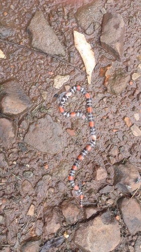 Uruguayan Coralsnake (Micrurus altirostris) - Snakes and Lizards