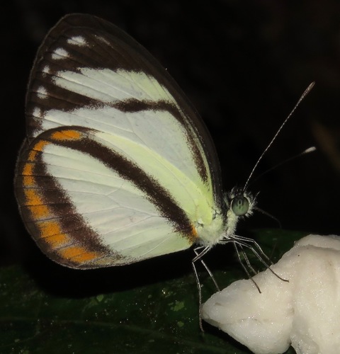 Subspecies Itaballia pandosia pisonis · iNaturalist
