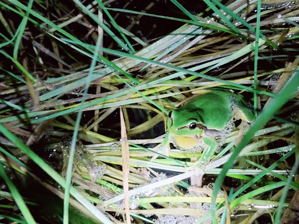 Italian Tree Frog in March 2024 by Ludovica Liberati · iNaturalist