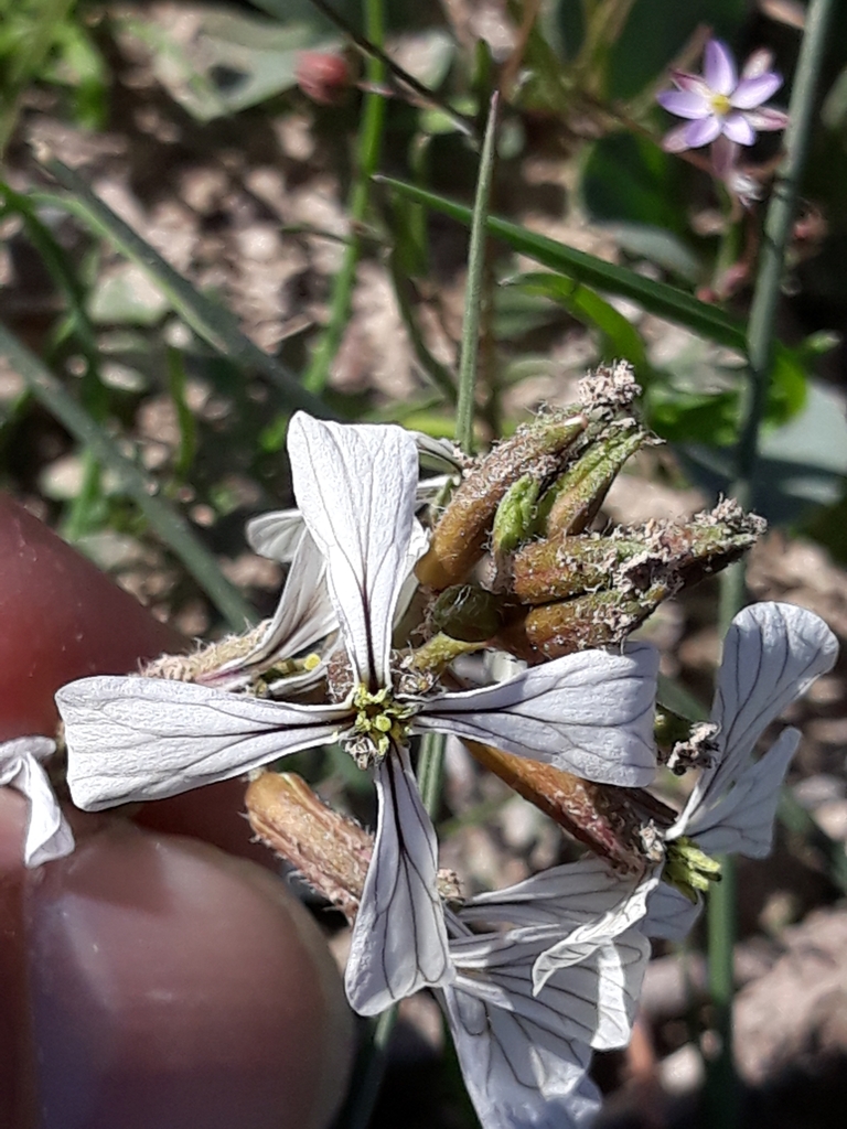 Eruca longirostris in March 2024 by Karim Haddad · iNaturalist