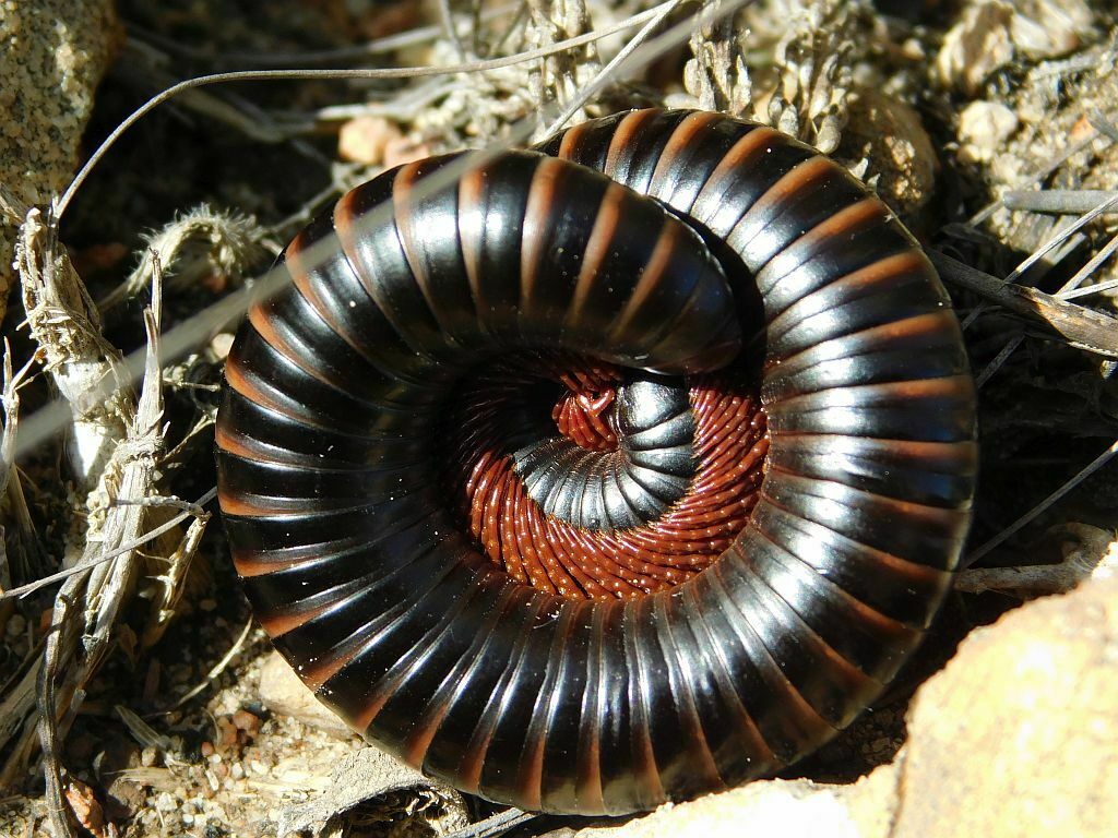 Flatplate Millipedes from Hardepeer Trail Greyton, 7233, South Africa ...