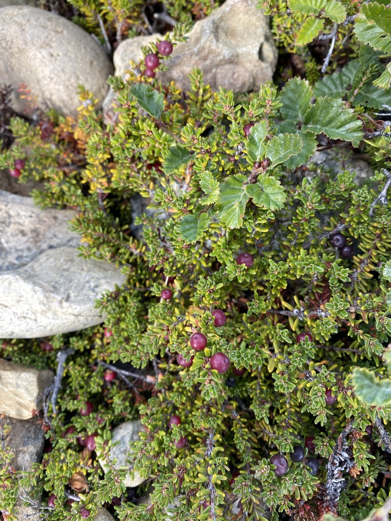Diddle-dee from Monumento Natural Cueva del Milodón, Natales ...