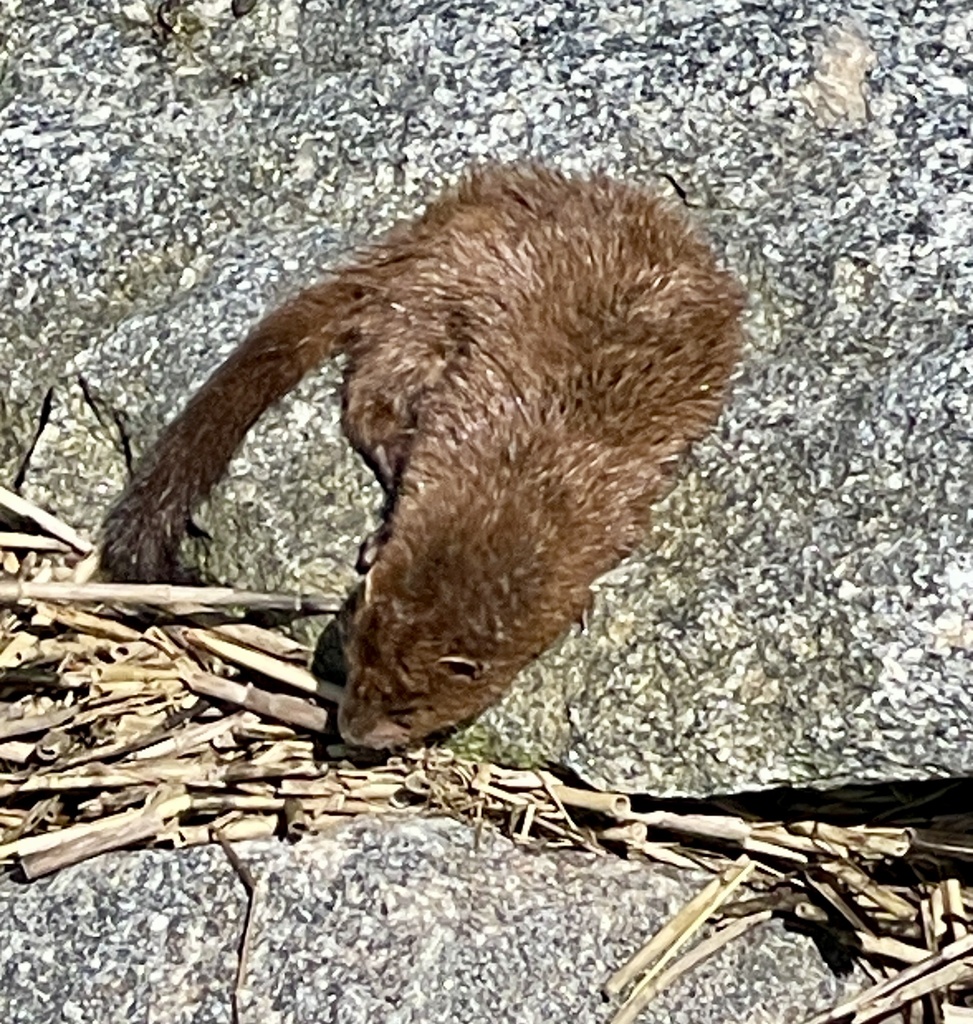 American Mink from Huntington Beach State Park, Murrells Inlet, SC, US ...