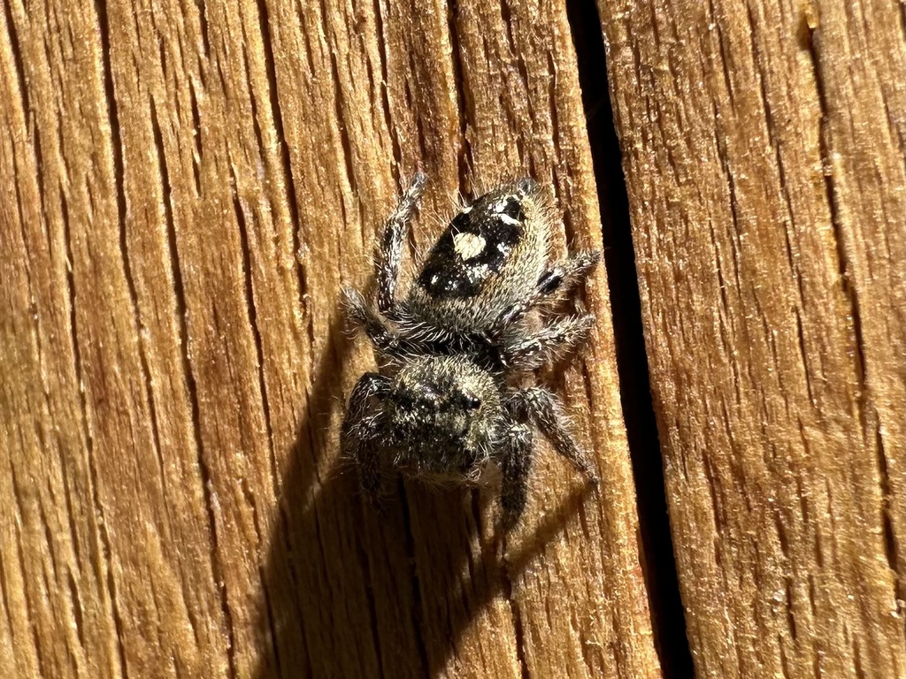 Bold Jumping Spider from W Kodiak Dr, Meridian, ID, US on March 17 ...